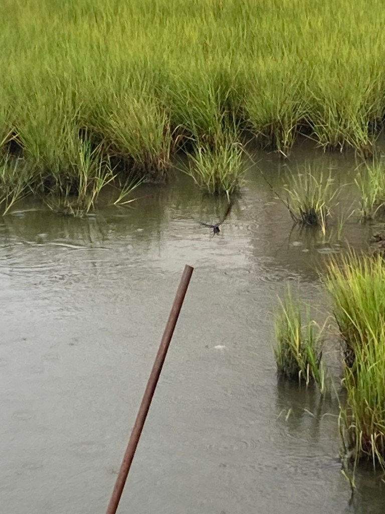 Nature in Tangier, Virginia – Tangier Island, Virginia